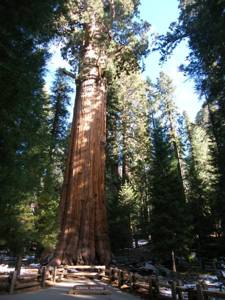 Sequoia - searching for bears... [3/3] – NatureSpy