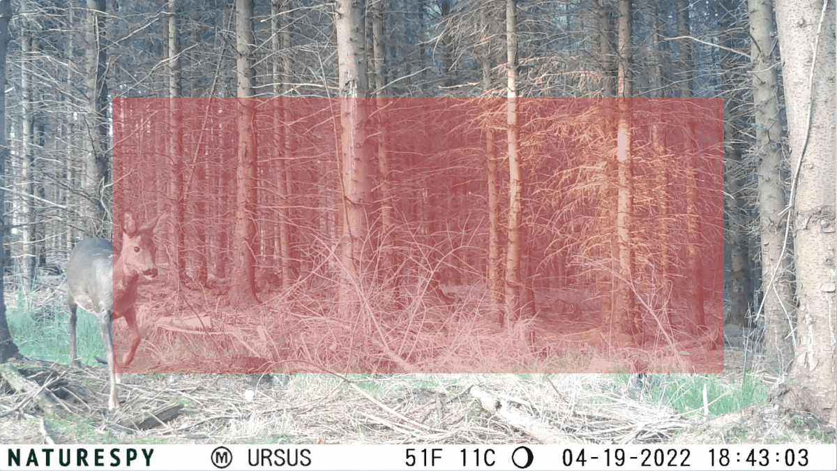 Trail Camera Detection Zones Explained – NatureSpy