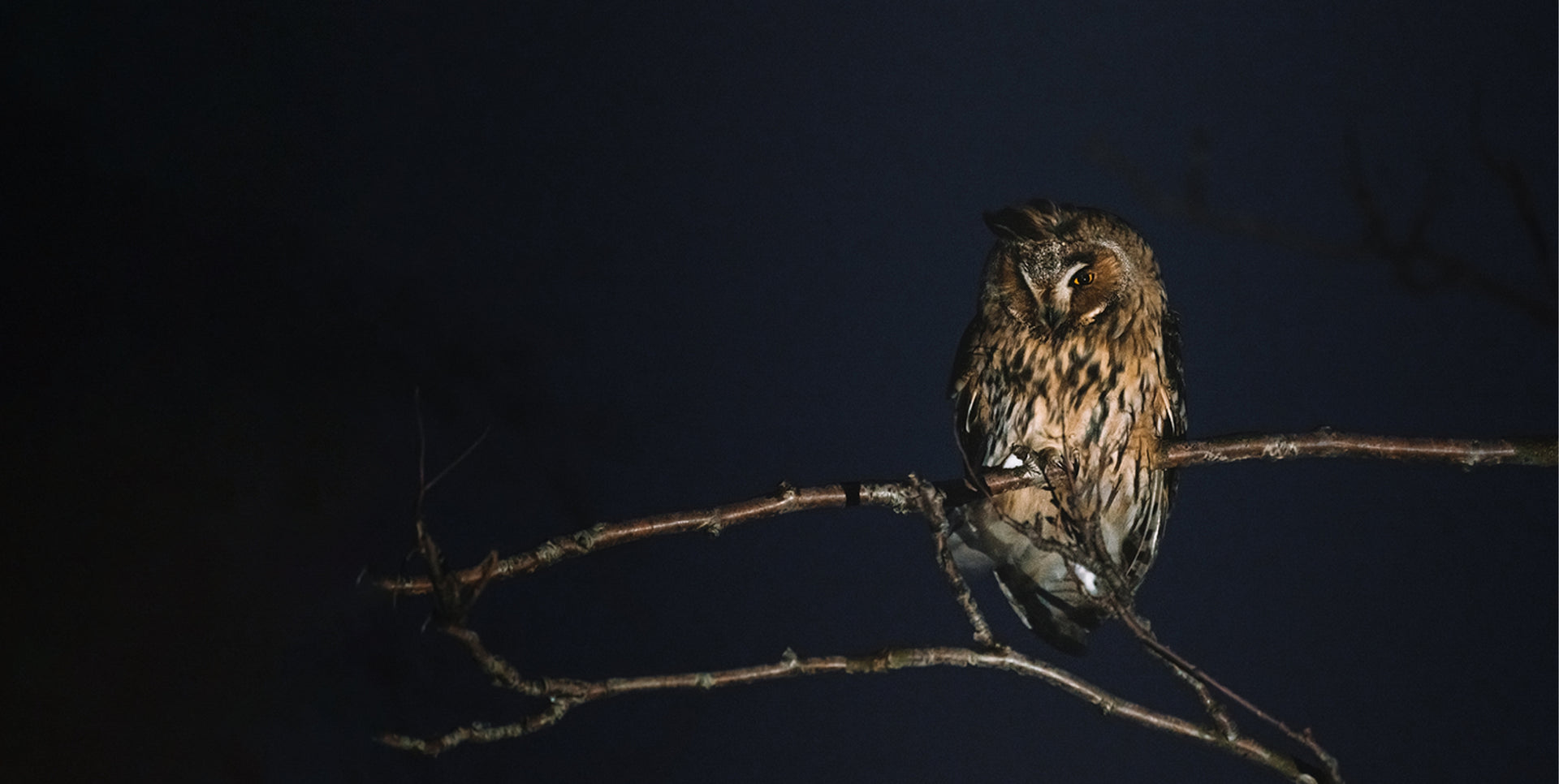 Nighttime Wildlife Cameras | NatureSpy